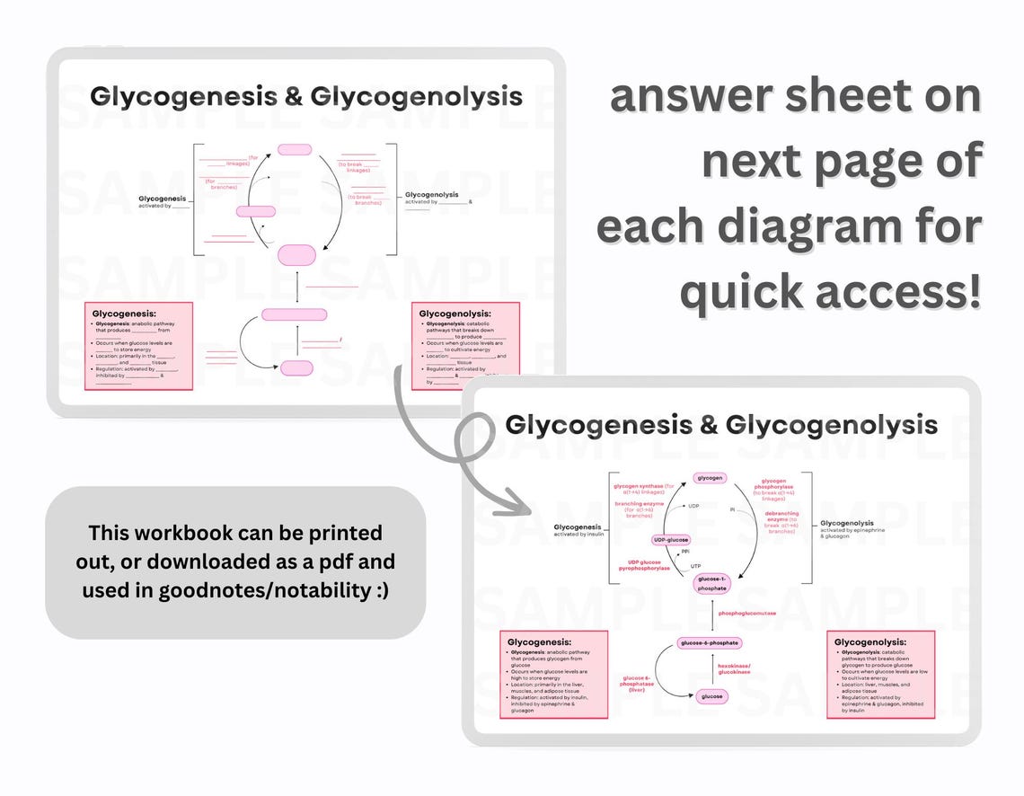 Metabolic Pathways Workbook: Glycolysis, Krebs Cycle (digital Download ...