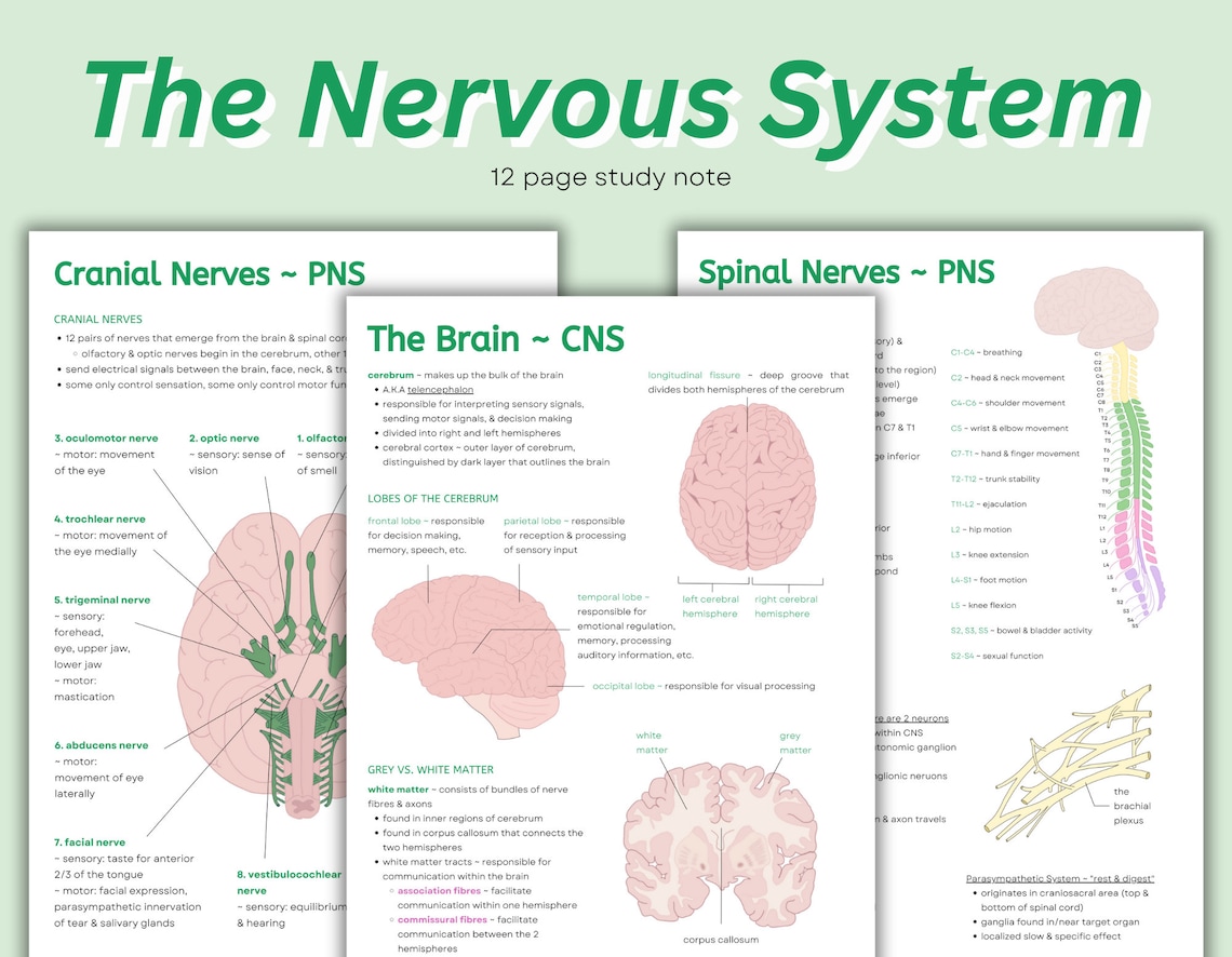 Nervous System Notes Intro to Nervous System, Neurology, Anatomy of ...