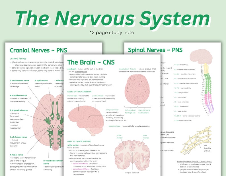 Nervous System Notes Intro to Nervous System, Neurology, Anatomy of ... Nervous System Notes Intro to Nervous System, Neurology, Anatomy of ...
