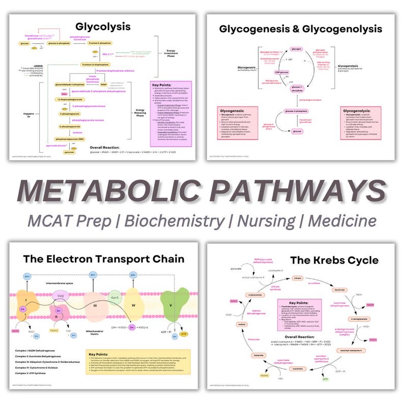 Metabolic Pathways Note ~ Glycolysis, Krebs Cycle, Electron Transport Chain, Gluconeogenesis ...