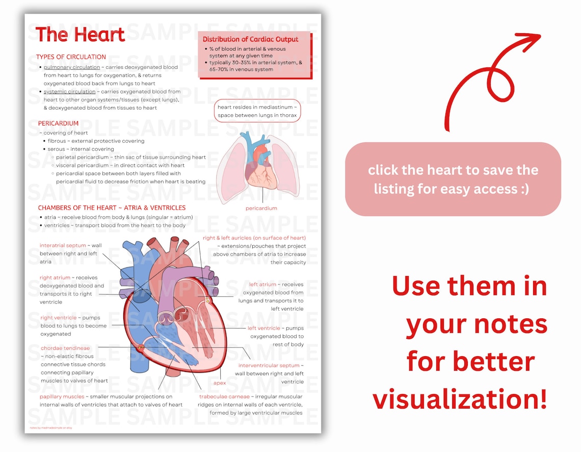 Cardiovascular System Digital Sticker Pack ~ Pre-crop Goodnotes ...