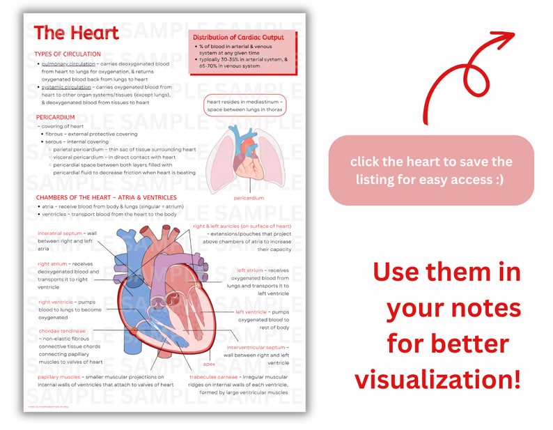 Cardiovascular System Digital Sticker Pack ~ Pre-crop Goodnotes ...