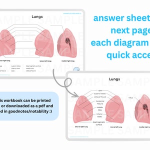 Respiratory System Workbook ~ Digital Practice Sheet Printable Download ...