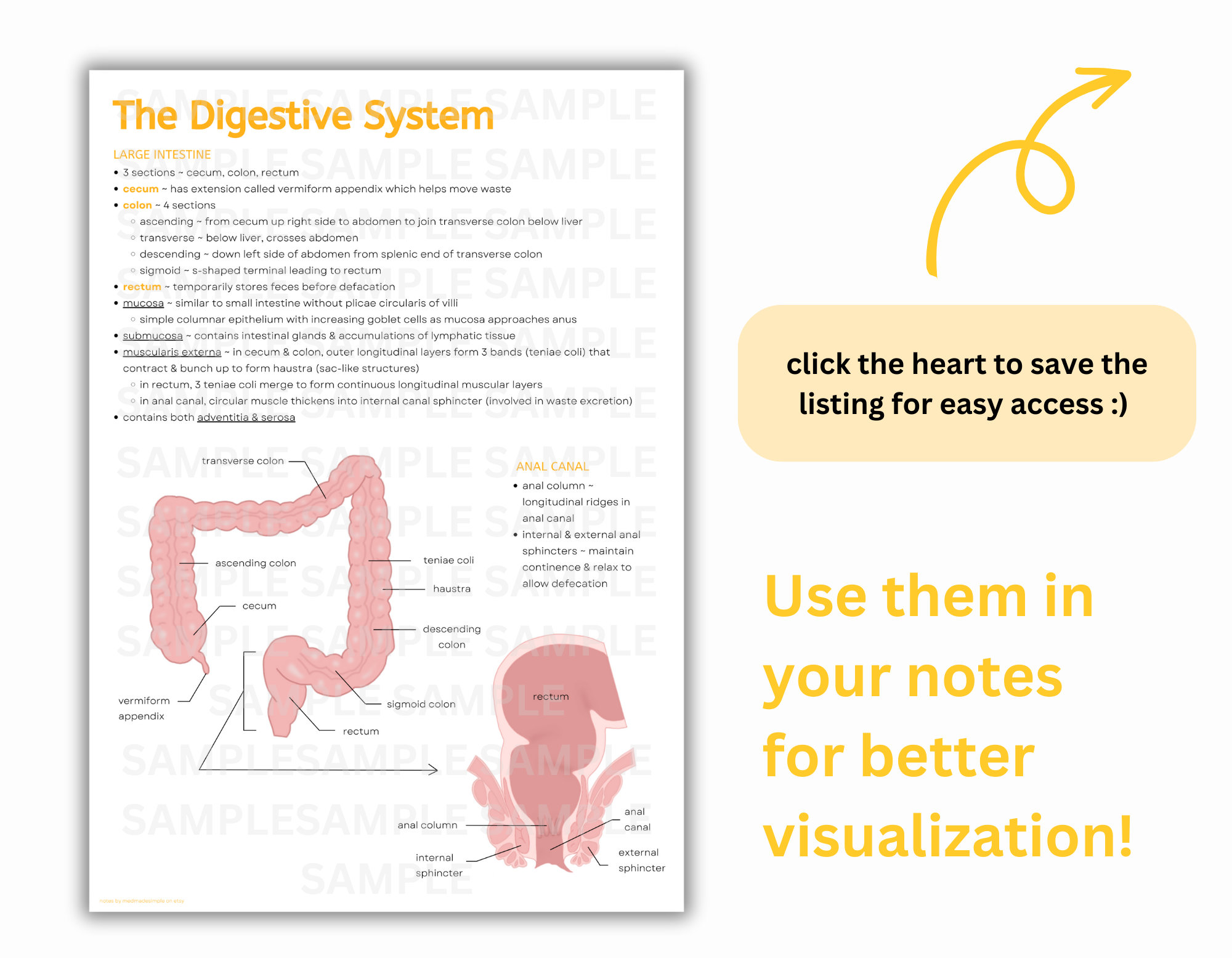 Digestive System Digital Sticker Pack ~ Pre-crop Goodnotes Stickers ...