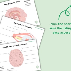 Nervous System Worbook ~ Intro to Nervous System Anatomy, Neurology ...
