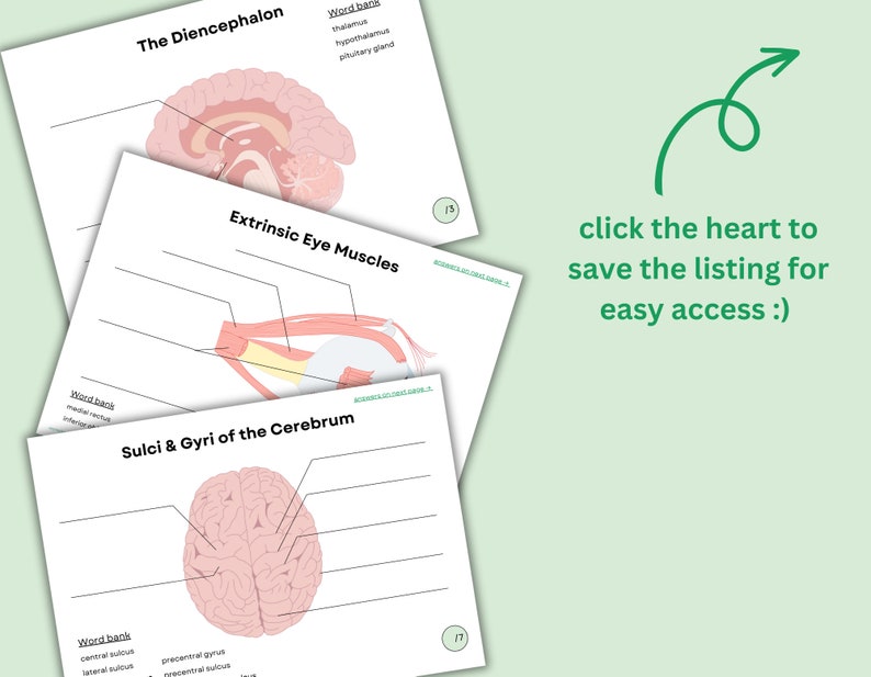 Nervous System Anatomy Workbook: Neurology Practice Diagrams (PDF) - Etsy