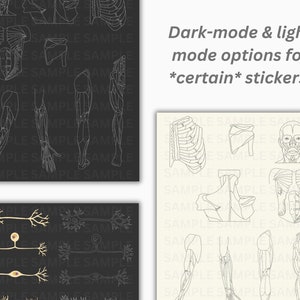 ANATOMY STICKER BUNDLE ~ Anatomical Structures Digital Sticker Sheet ...