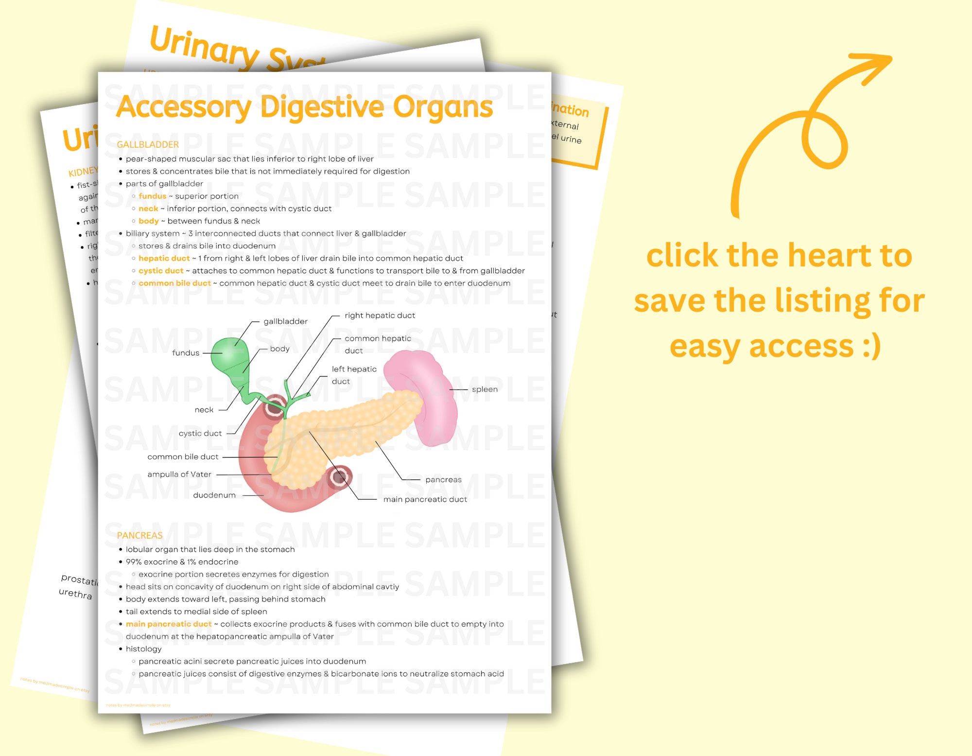 Digestive System Notes Intro to Digestive System Anatomy, Stomach ...