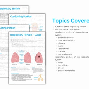 Respiratory System Notes ~ Intro to Anatomy Diagrams & Notes, Lungs ...