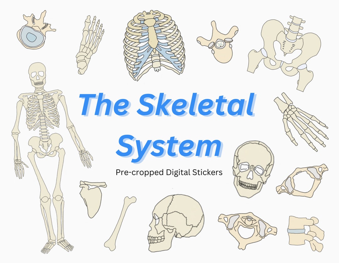 Skeletal System Digital Sticker Pack ~ Pre-crop Goodnotes Stickers ...