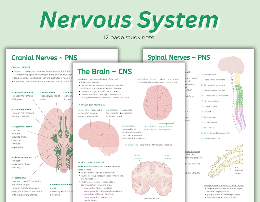 Nervous System Anatomy Notes: Brain, Spinal Cord, Eye, Ear (PDF ...