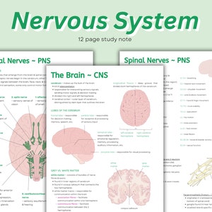 Nervous System Anatomy Notes: Brain, Spinal Cord, Eye, Ear (PDF ...