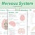 Endocrine System Digital Sticker Pack ~ Pre-crop Goodnotes Stickers for ...