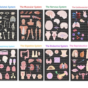 ANATOMY STICKER BUNDLE ~ Anatomical Structures Digital Sticker Sheet ...