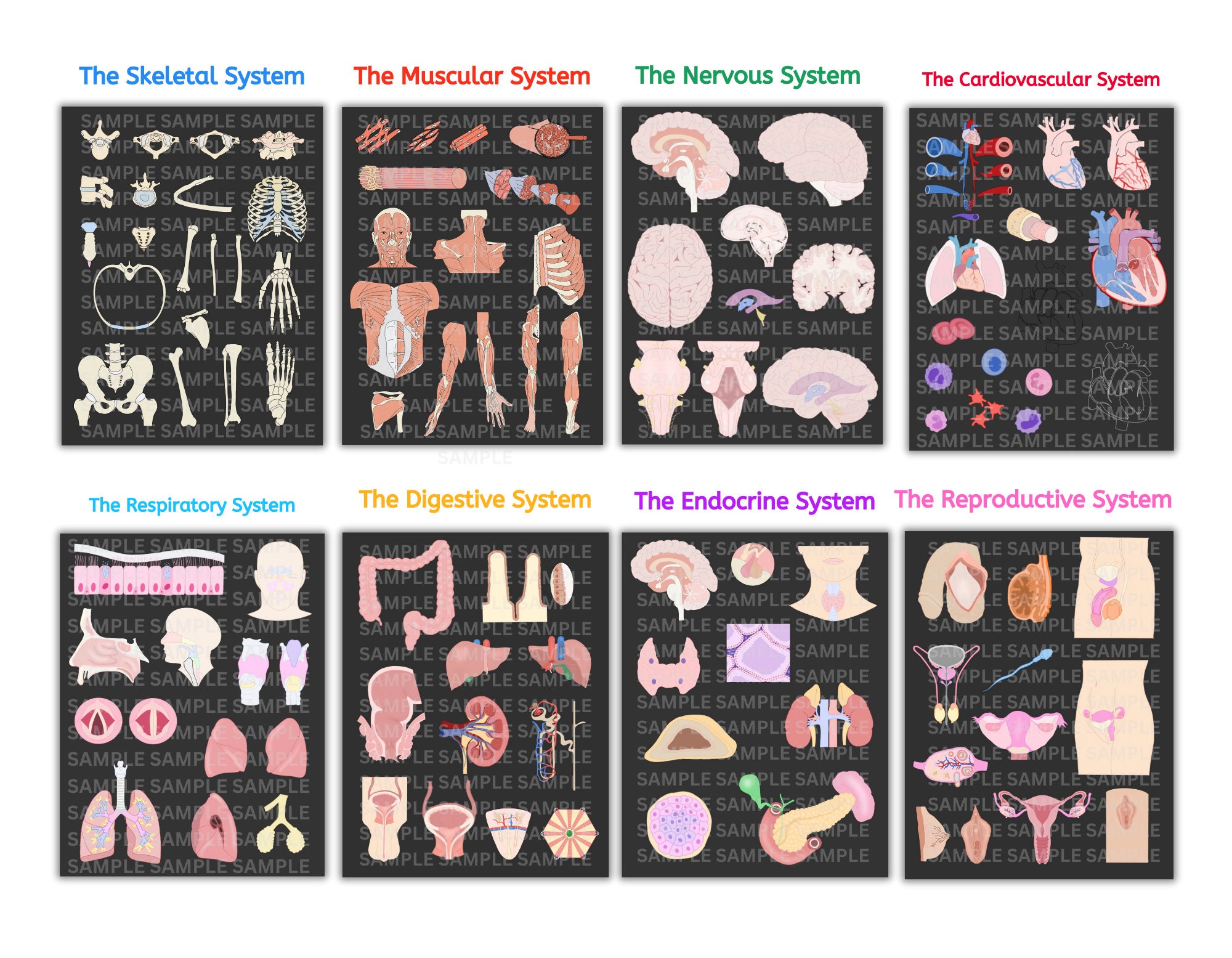 ANATOMY STICKER BUNDLE ~ Anatomical Structures Digital Sticker Sheet ...