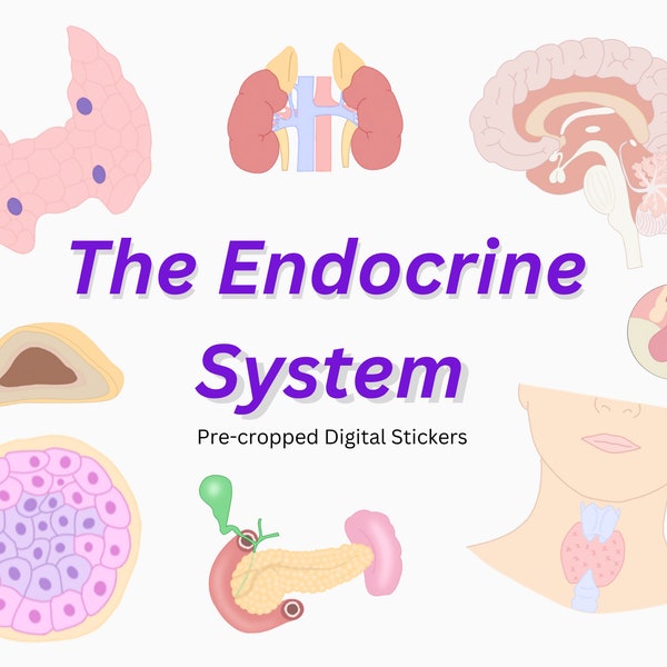 Endocrine Digital Stickers - Etsy