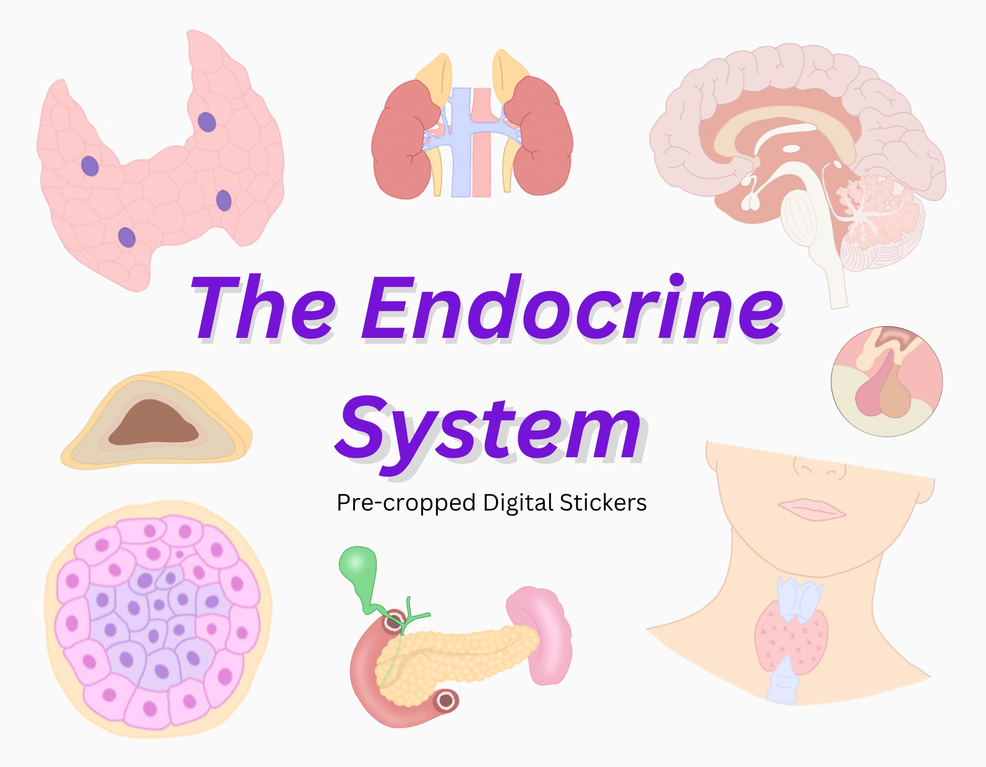 Endocrine System Digital Sticker Pack ~ Pre-crop Goodnotes Stickers for ...