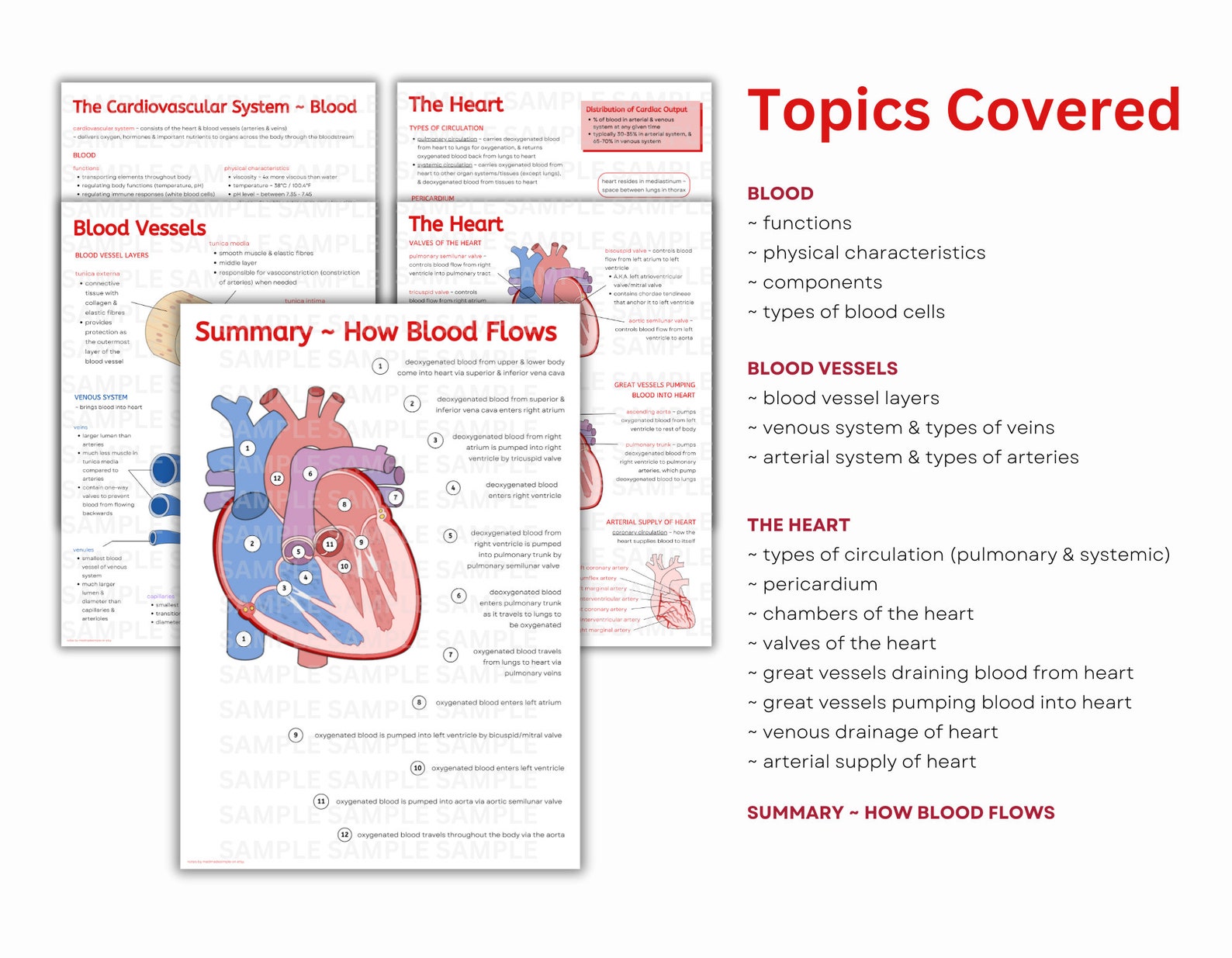 Cardiovascular System Anatomy Notes, Heart, Blood Vessels (PDF) - Etsy