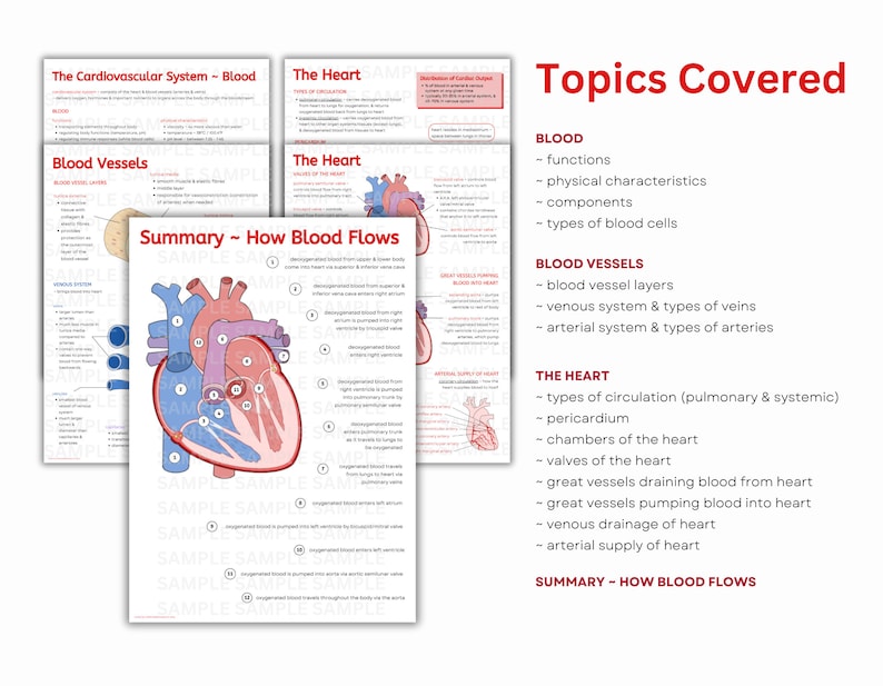 Cardiovascular System Notes ~ Intro to Cardiology Anatomy Diagrams ...