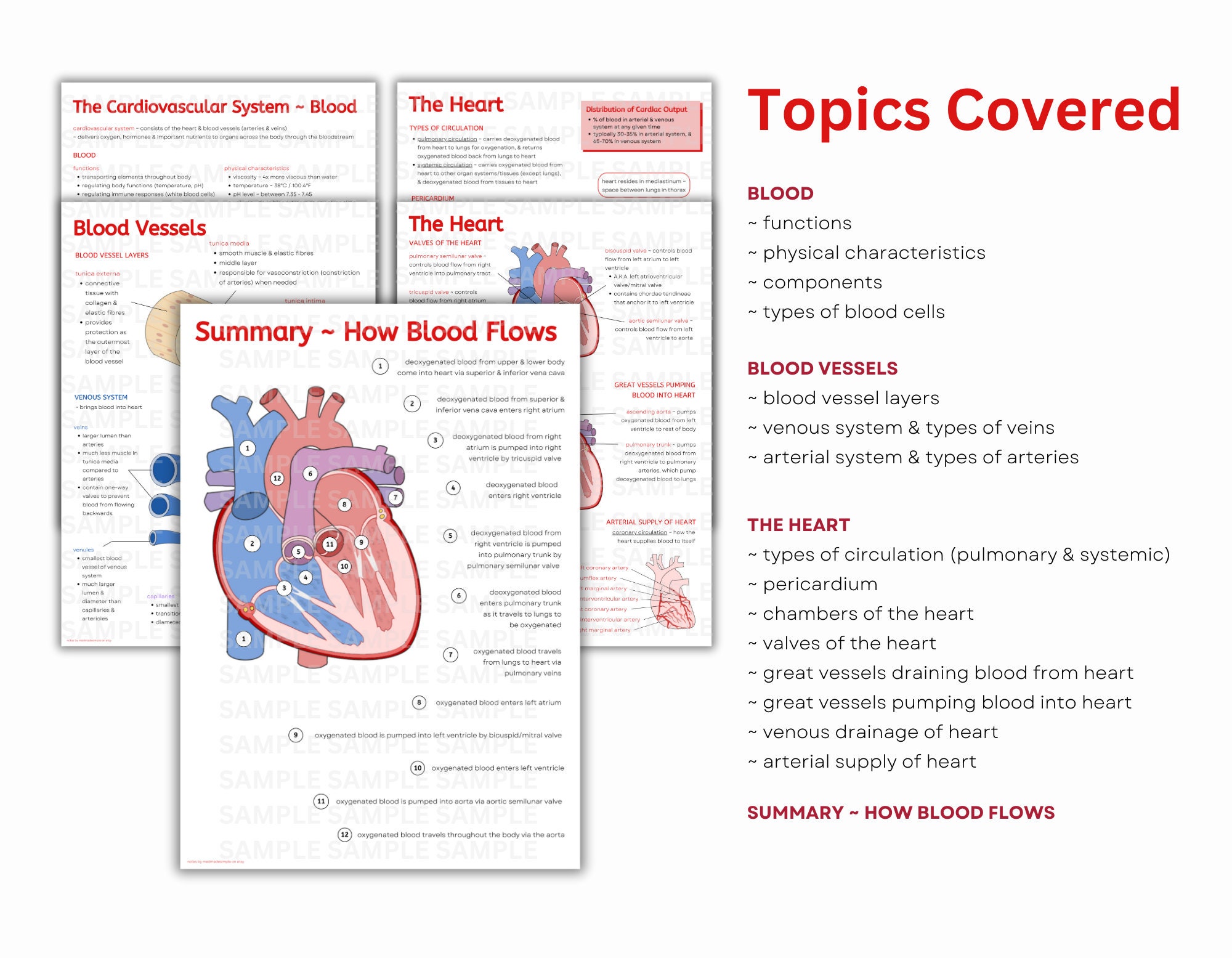 Cardiovascular System Notes ~ Intro to Cardiology Anatomy Diagrams ...