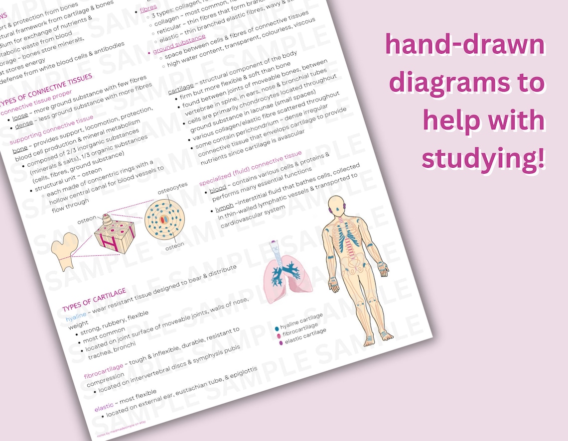 Intro to Anatomy Notes ~ Physiology Biology Science Study Guide Outline ...