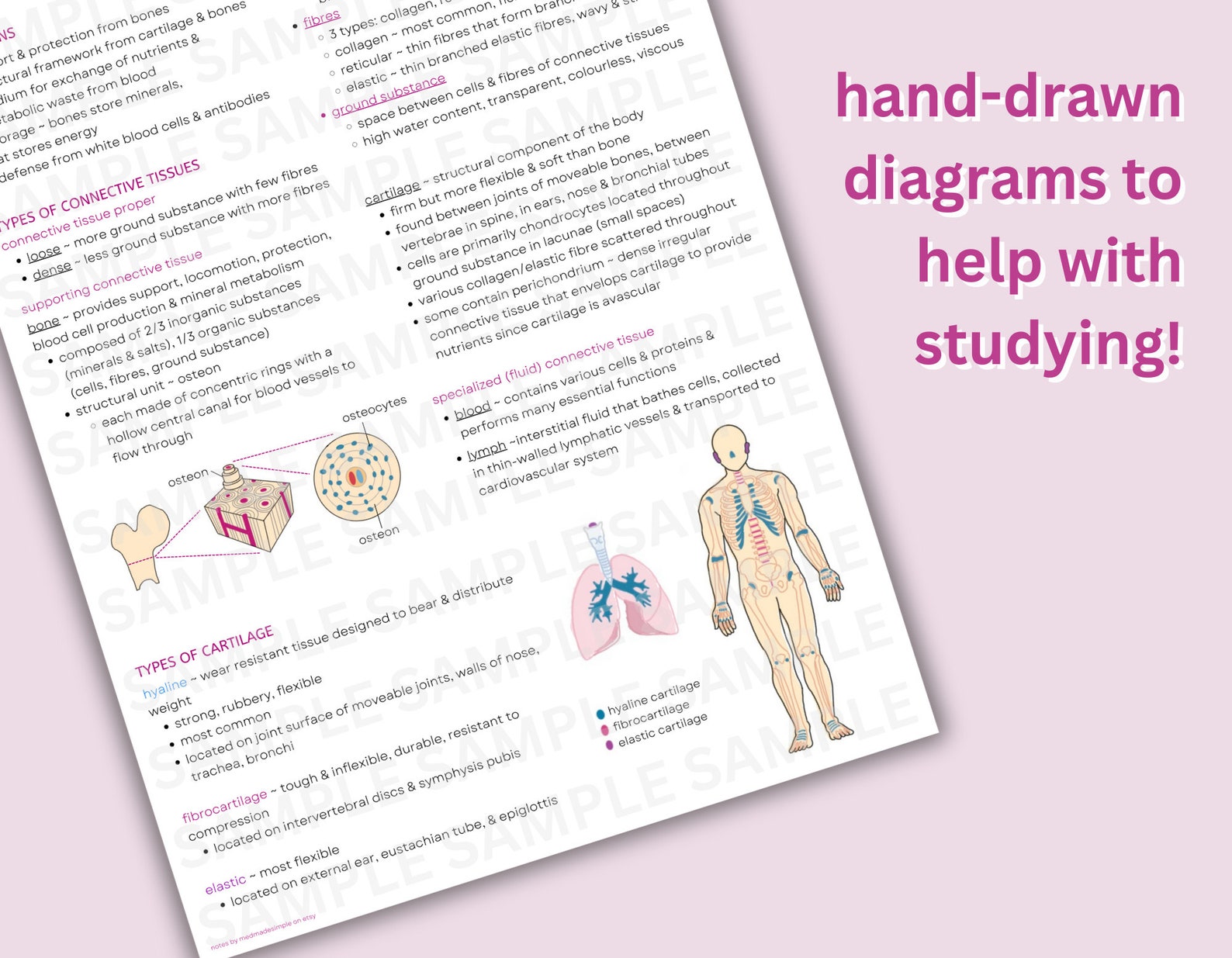 Intro to Anatomy Notes ~ Physiology Biology Science Study Guide Outline ...