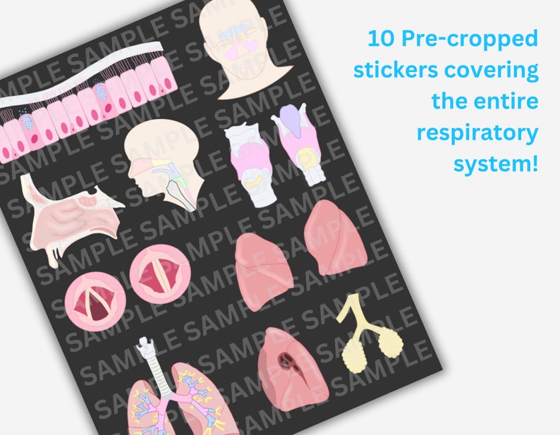 Respiratory System Digital Sticker Pack ~ Pre-crop Goodnotes Stickers ...