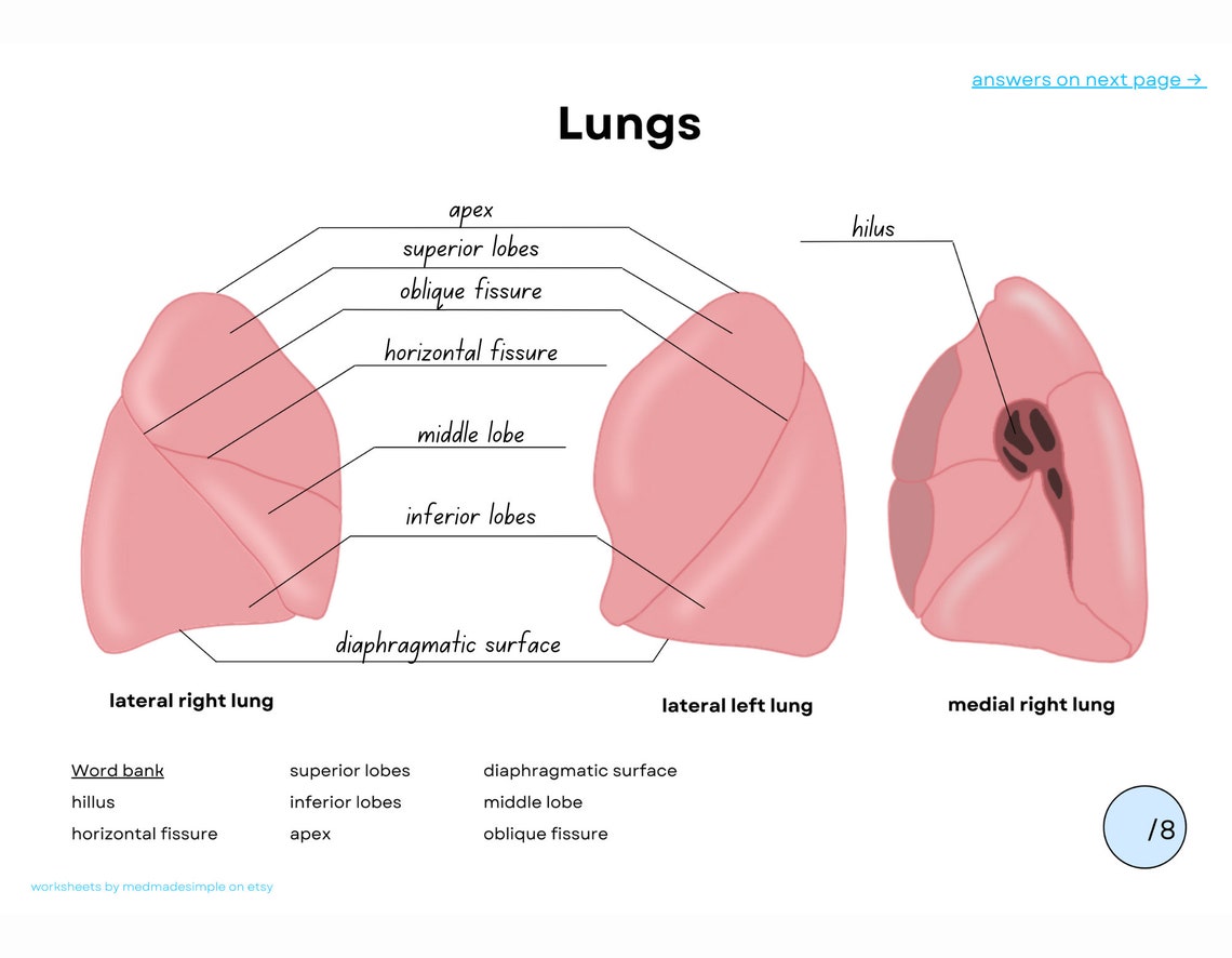 Respiratory System Workbook ~ Digital Practice Sheet Printable Download ...
