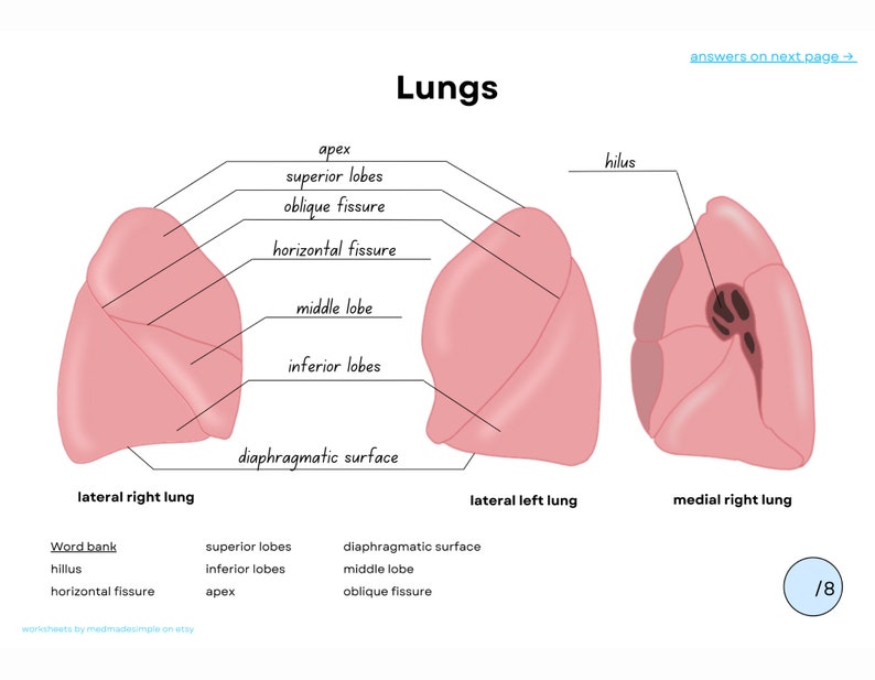 Respiratory System Workbook Digital Practice Sheet Printable Download ...