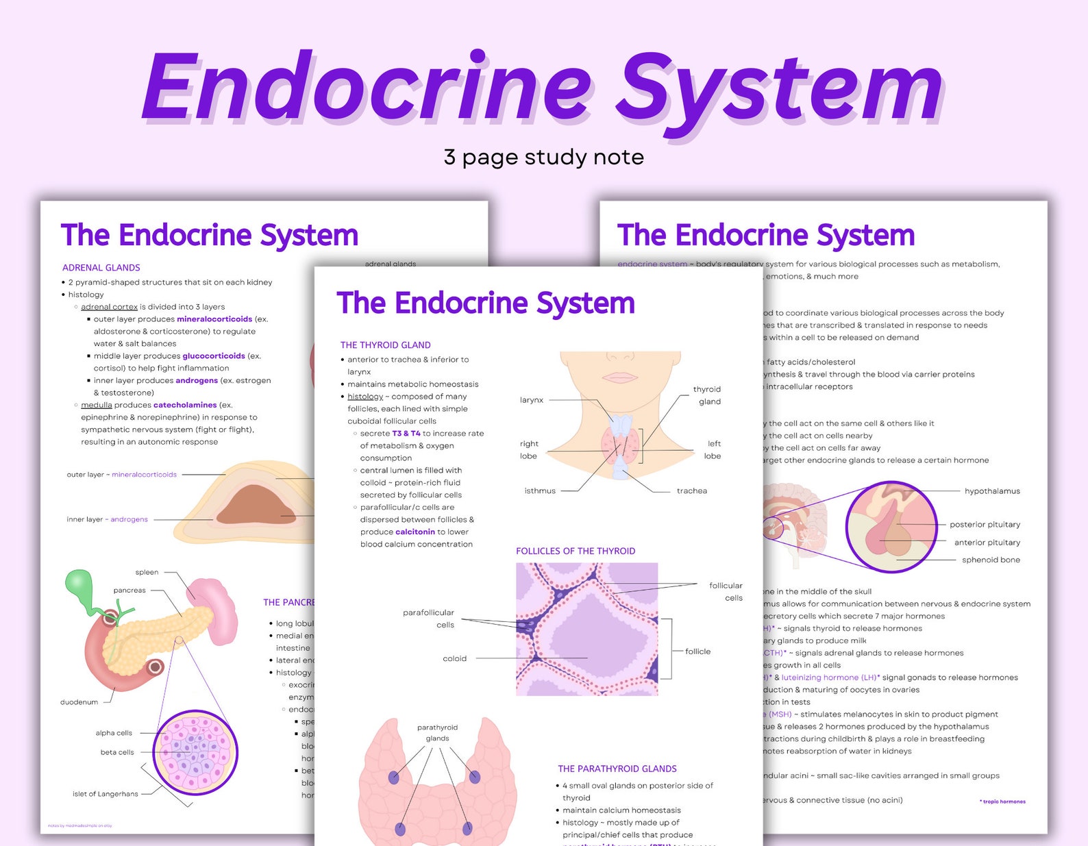 Endocrine System Note ~ Intro to Endocrine System Anatomy, Hormones ...