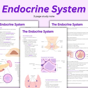 Endocrine System Note ~ Intro to Endocrine System Anatomy, Hormones ...