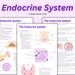 Endocrine System Note ~ Intro to Endocrine System Anatomy, Hormones ...
