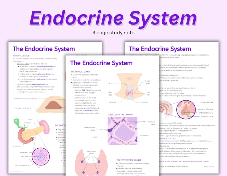 Endocrine System Study Guide: Anatomy, Hormones, Glands (PDF) - Etsy