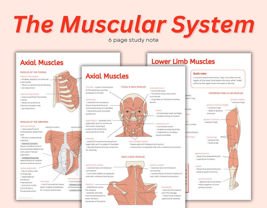 Muscular System Notes Intro to Muscle Anatomy, Major Muscles Diagrams ...