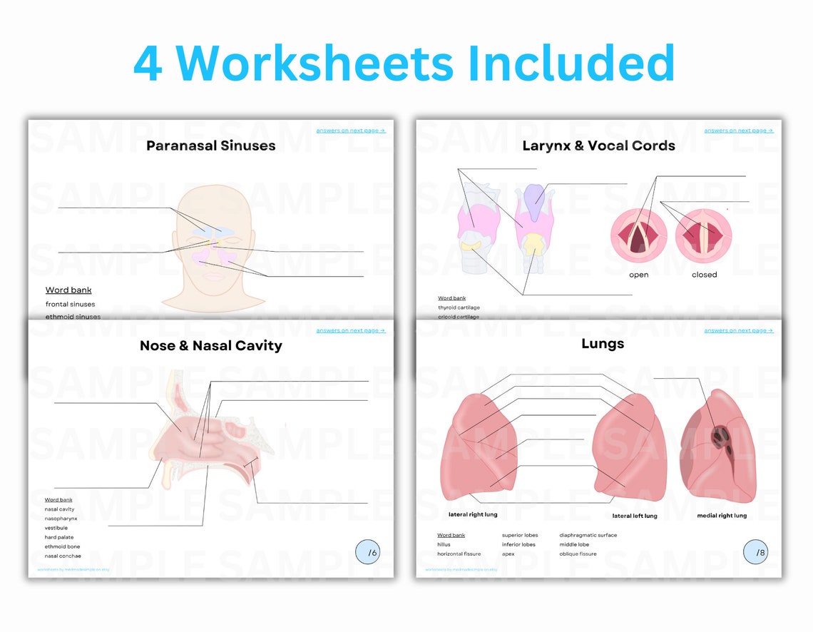 Respiratory System Workbook ~ Digital Practice Sheet Printable Download ...
