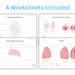 Respiratory System Workbook ~ Digital Practice Sheet Printable Download ...