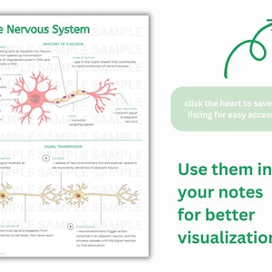 Nervous System Anatomy Stickers: Brain, Neurons, Spinal Cord (digital ...