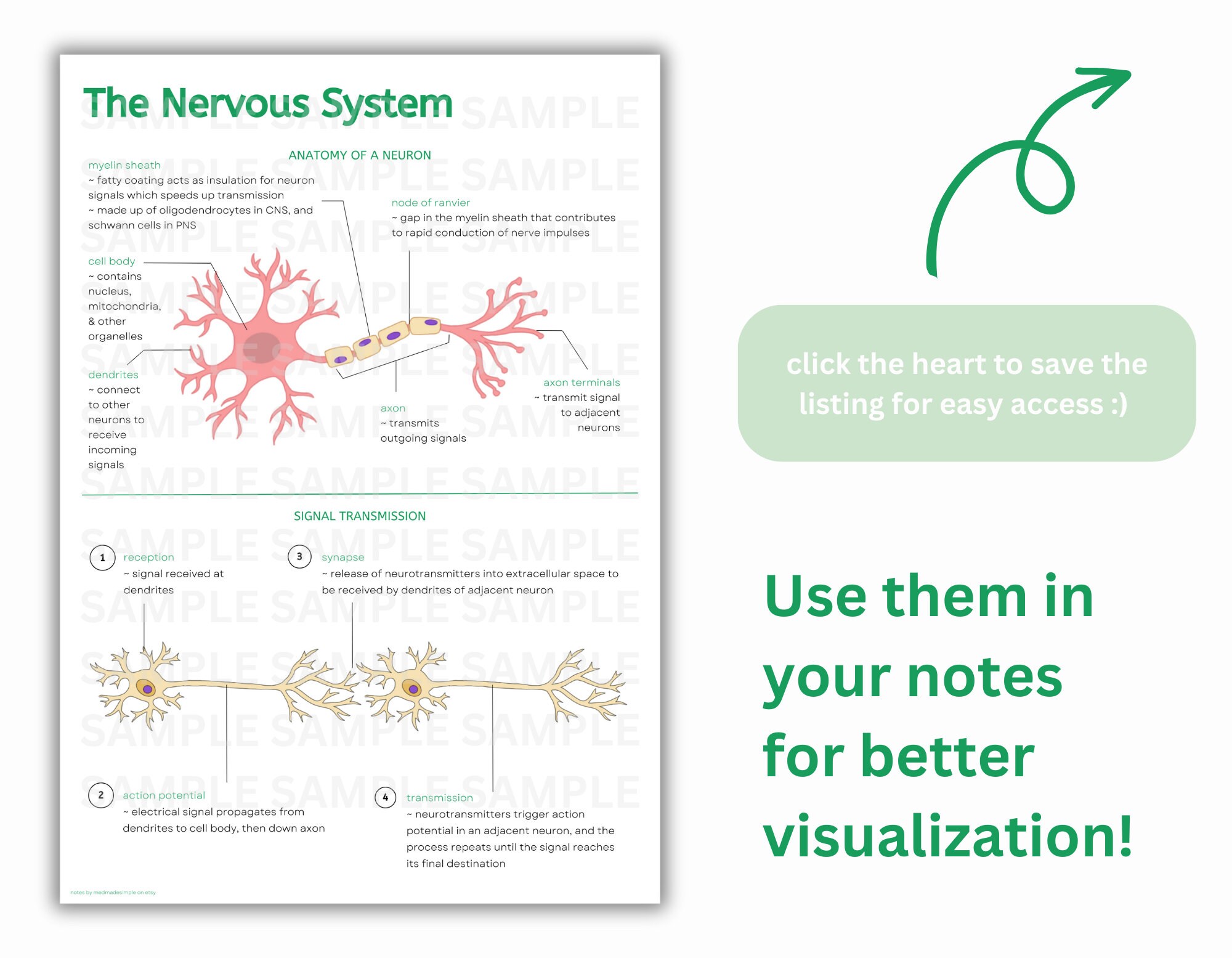 Nervous System Anatomy Stickers: Brain, Neurons, Spinal Cord (digital ...