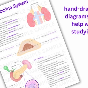 Endocrine System Note ~ Intro to Endocrine System Anatomy, Hormones ...