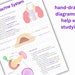 Endocrine System Note ~ Intro to Endocrine System Anatomy, Hormones ...