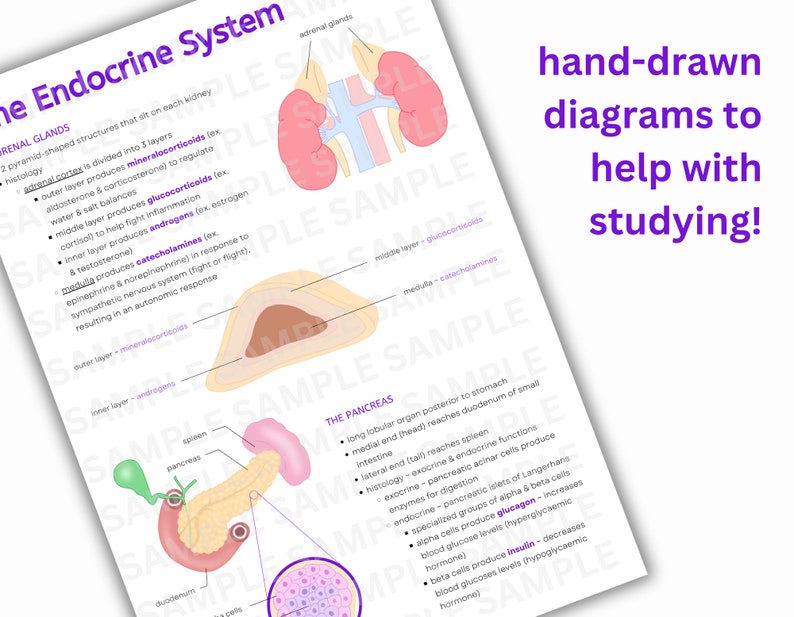 Endocrine System Note ~ Intro to Endocrine System Anatomy, Hormones ...