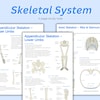 The Skeletal System Study Guide - Etsy