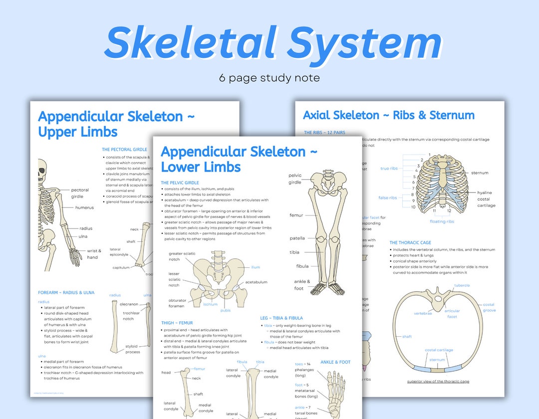 Skeletal System Notes: Anatomy Diagrams & Cheat Sheet (PDF) - Etsy
