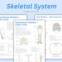 The Skeletal System Study Guide - Etsy