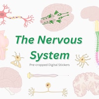 Neuron Sticker, Synapse Between Neurons, Neurology Gift, Neuroscience ...