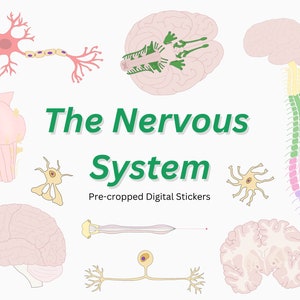 Nervous System Anatomy Stickers: Brain, Neurons, Spinal Cord (digital ...