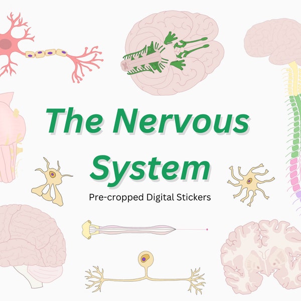 Neurology Art Sticker - Etsy