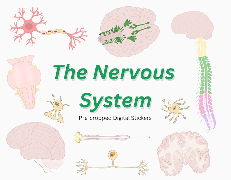 Nervous System Anatomy Stickers: Brain, Neurons, Spinal Cord (digital ...