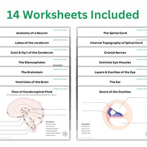Nervous System Worbook ~ Intro to Nervous System Anatomy, Neurology ...