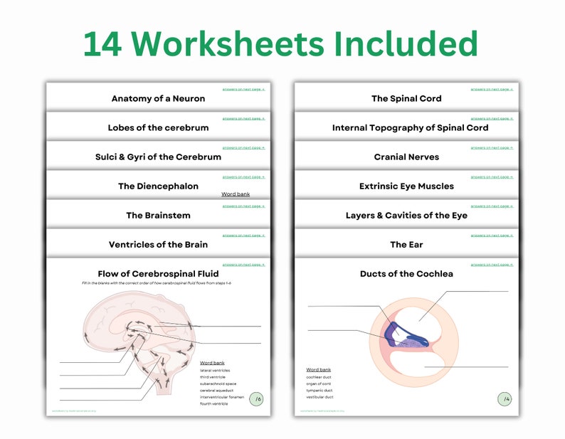 Nervous System Worbook ~ Intro to Nervous System Anatomy, Neurology ...
